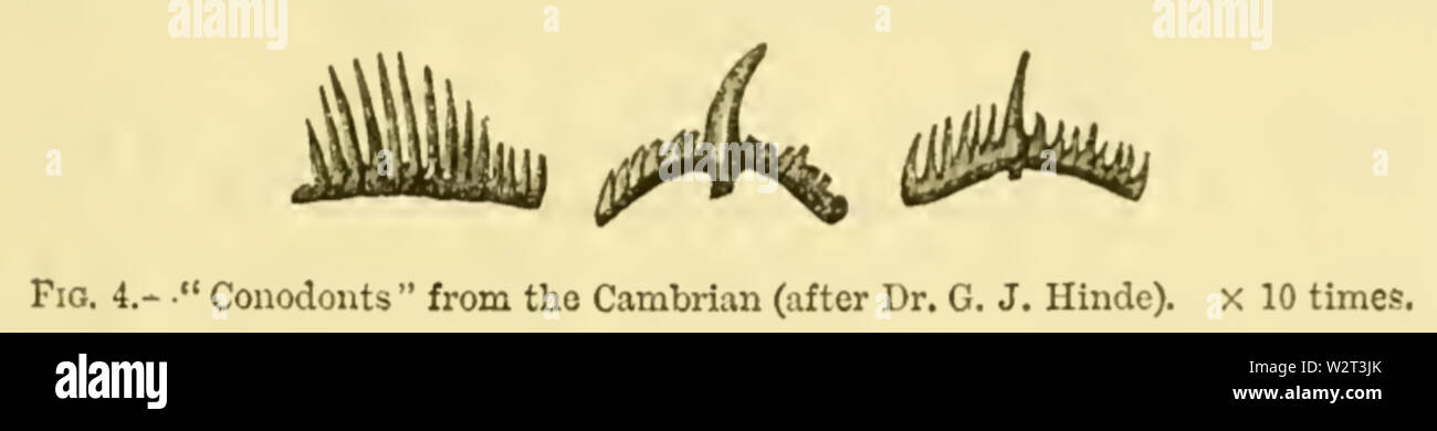 Conodonts hi-res stock photography and images - Alamy