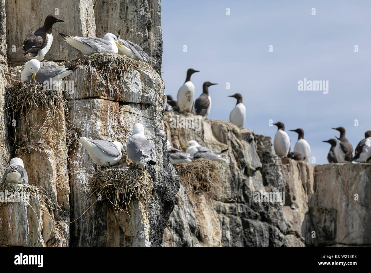 Cliff nesting birds hi-res stock photography and images - Alamy