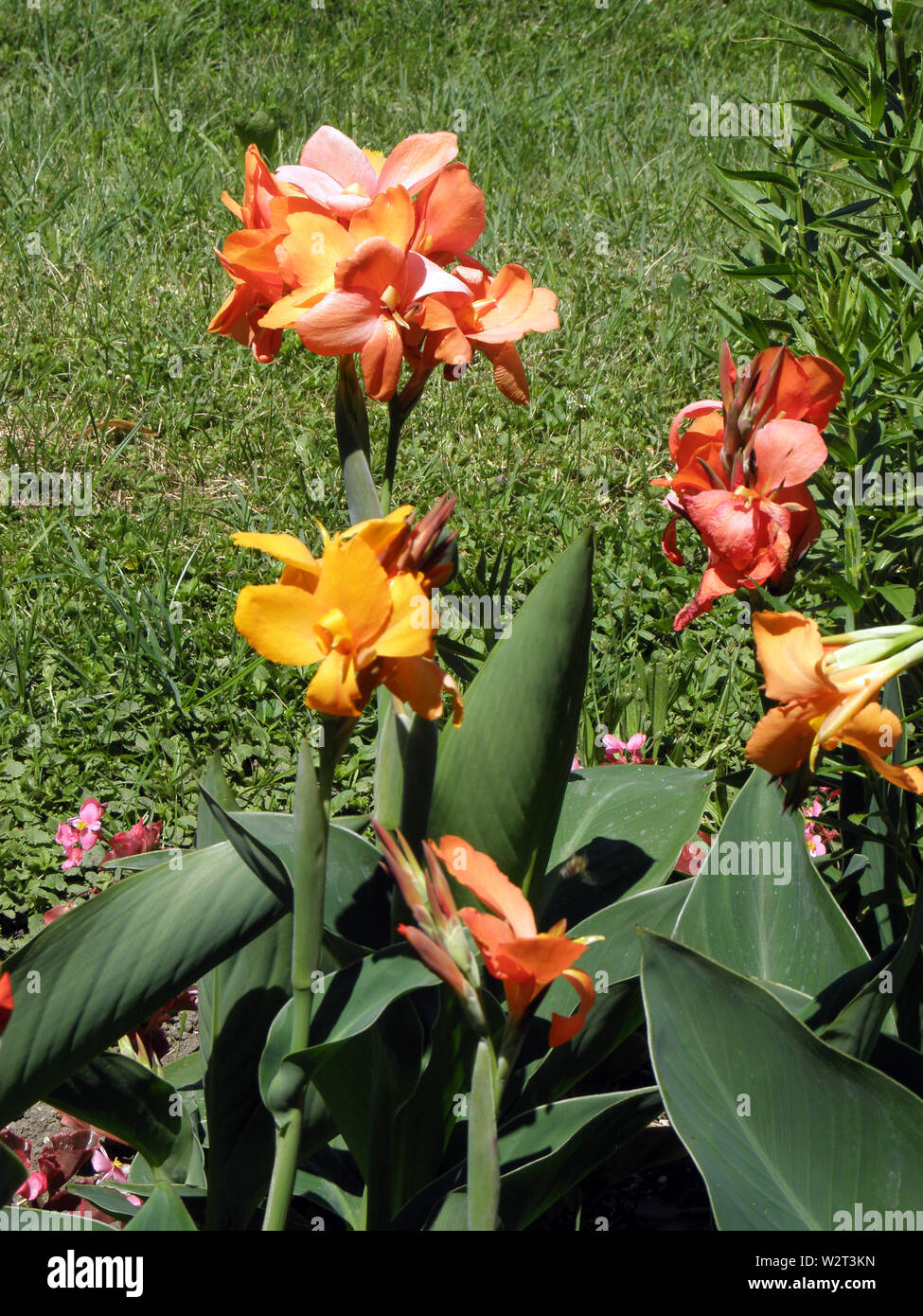 Canna plant hi-res stock photography and images - Alamy