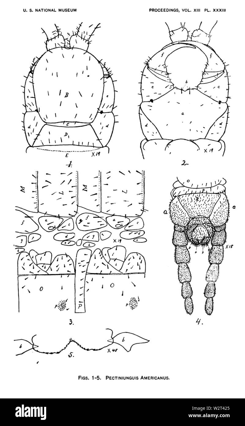 Cook & Collins 1891 Plate 33 Stock Photo - Alamy