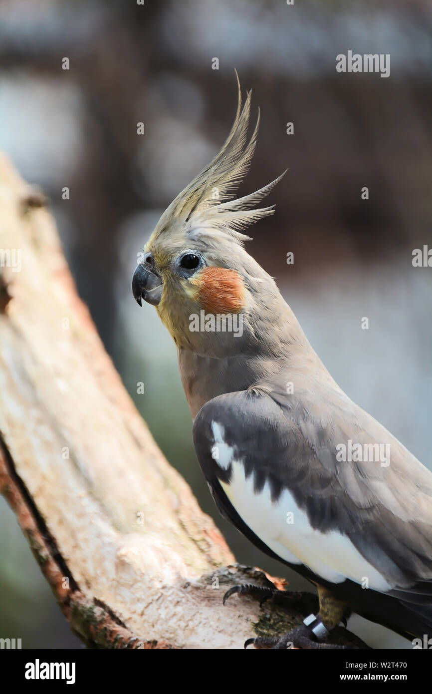 Cockatiel on a tree in Australia Stock Photo - Alamy