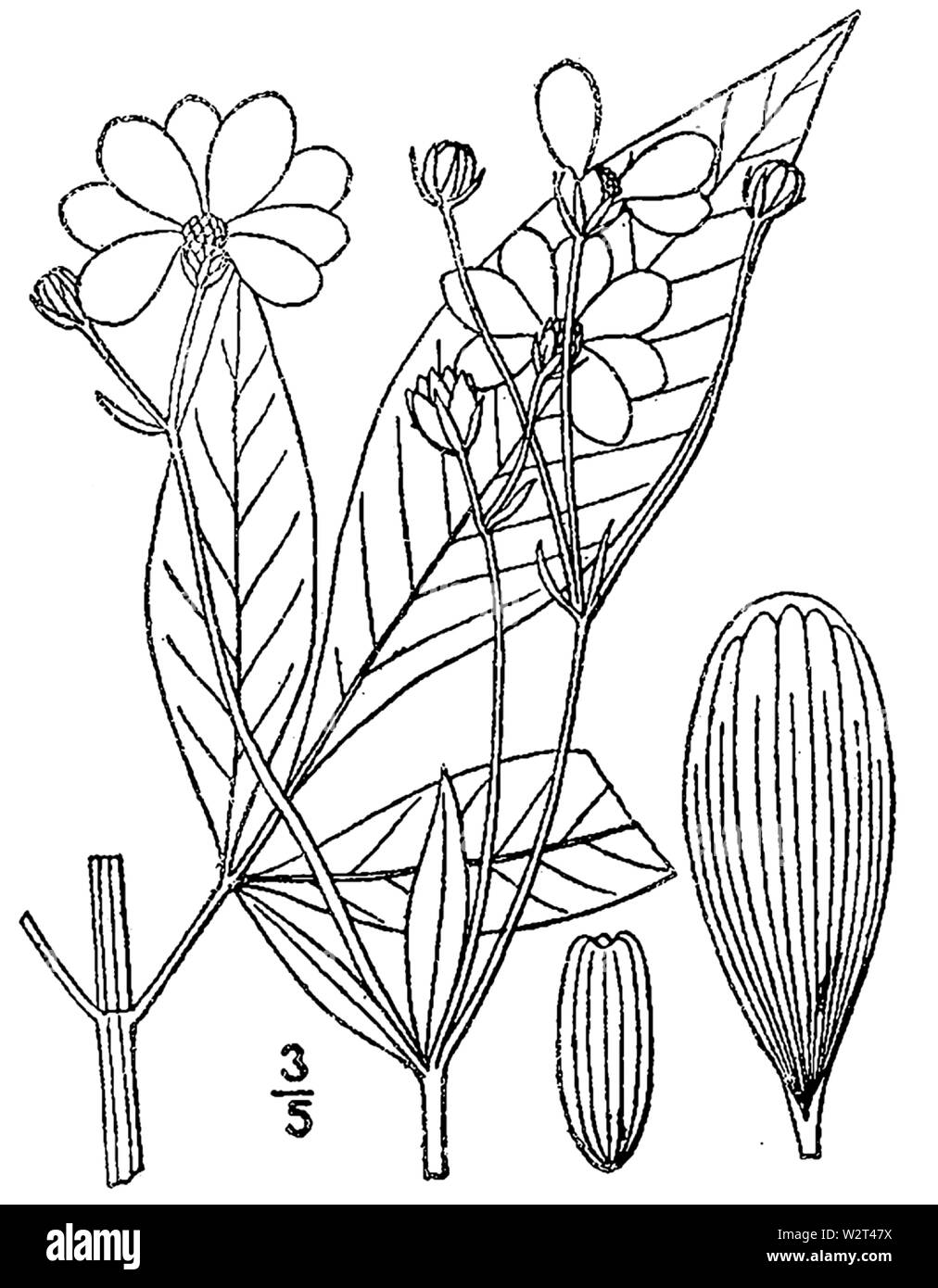 Botanical illustration of Coreopsis tripteris from 1913 Stock Photo - Alamy