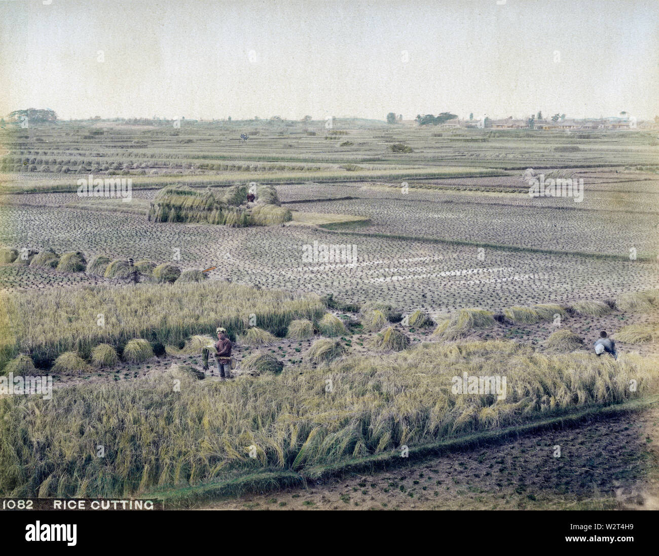 1890s agriculture hi-res stock photography and images - Alamy