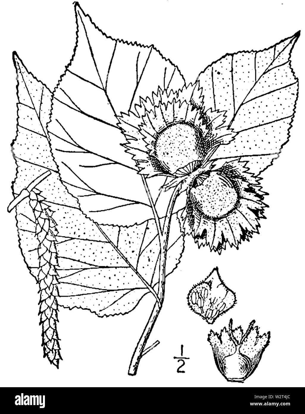 Corylus americana drawing Stock Photo - Alamy