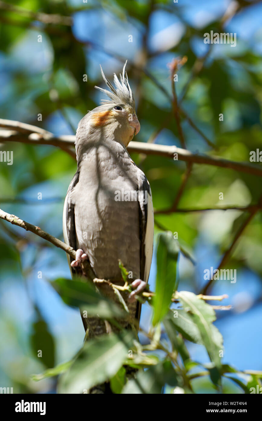 Cockatiel on a tree in Australia Stock Photo - Alamy