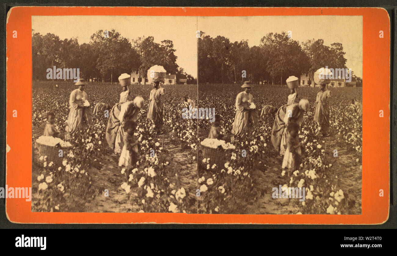 Rows of cotton plants hi-res stock photography and images - Alamy