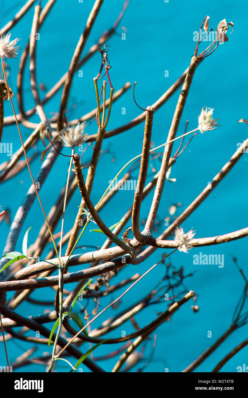 Stipe detail hi-res stock photography and images - Alamy