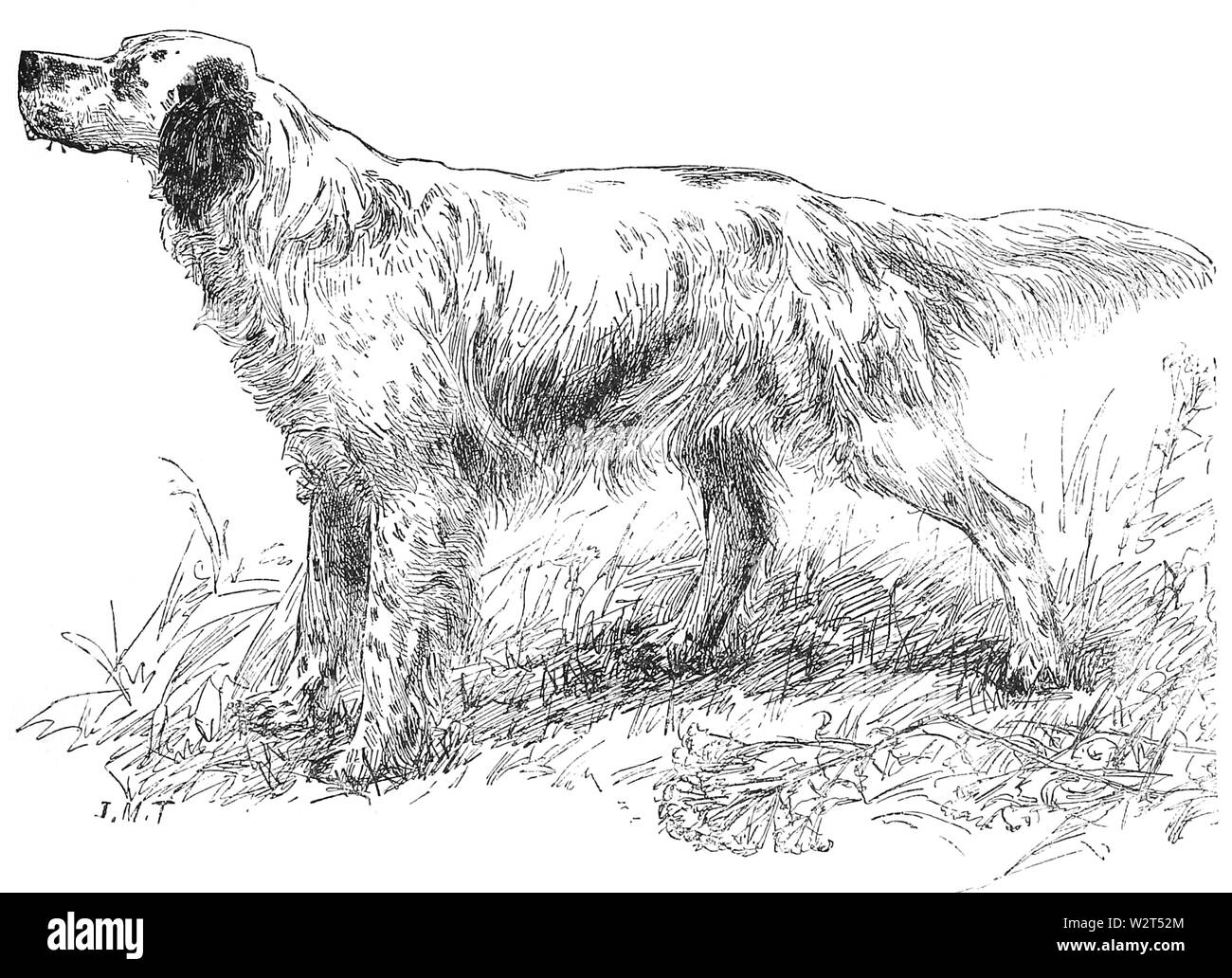 English setter Cut Out Stock Images & Pictures - Alamy