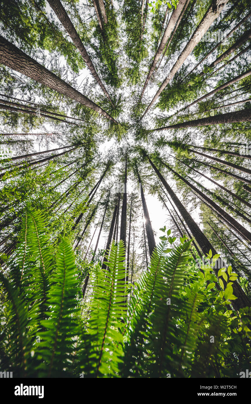 Spectacular environment scenery perspective revealing tall trees from ...