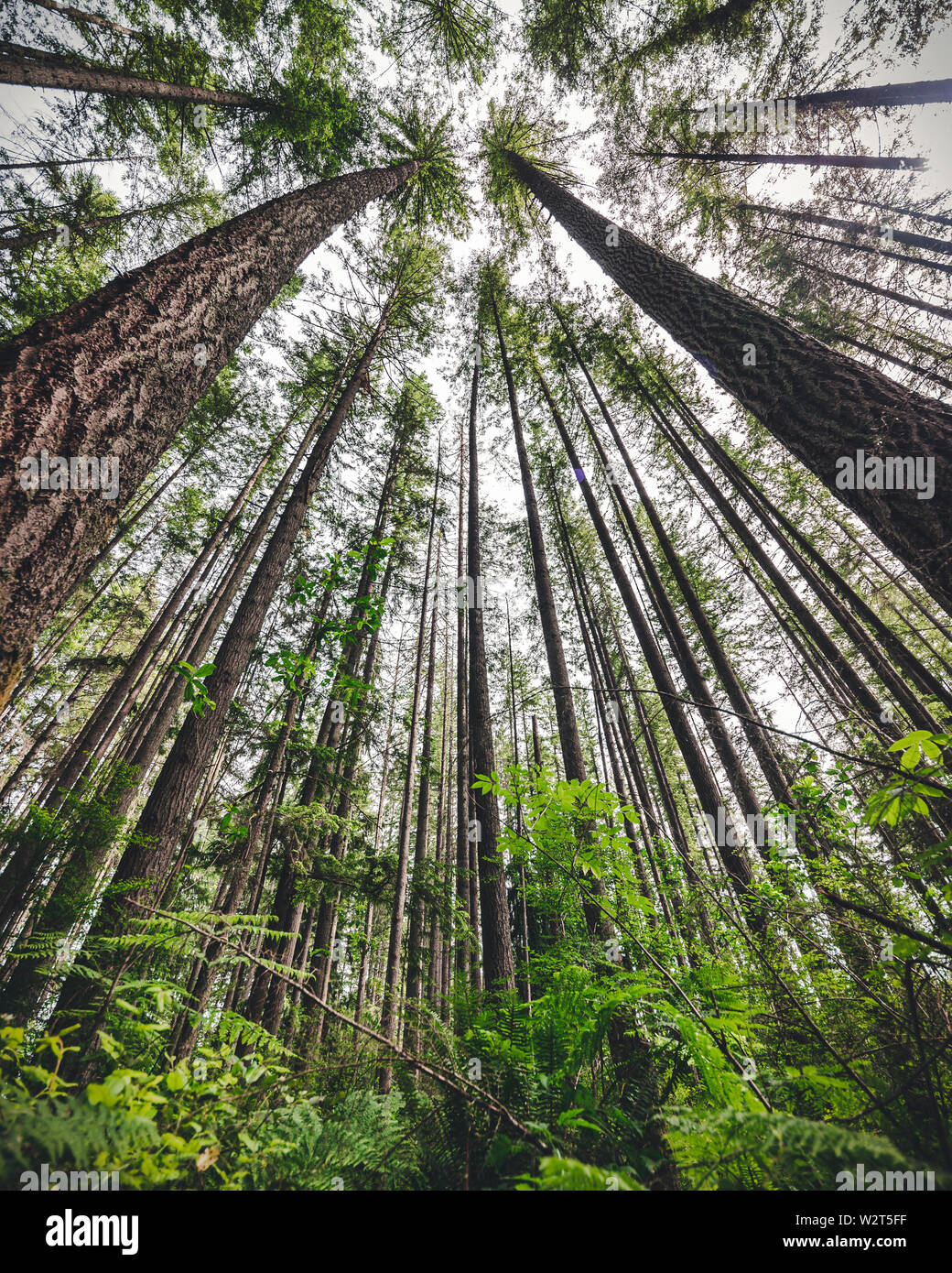 Tree trunk frame of wilderness environment Stock Photo - Alamy