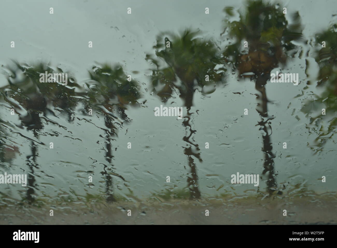 Blurred Palm trees in the rain Stock Photo - Alamy