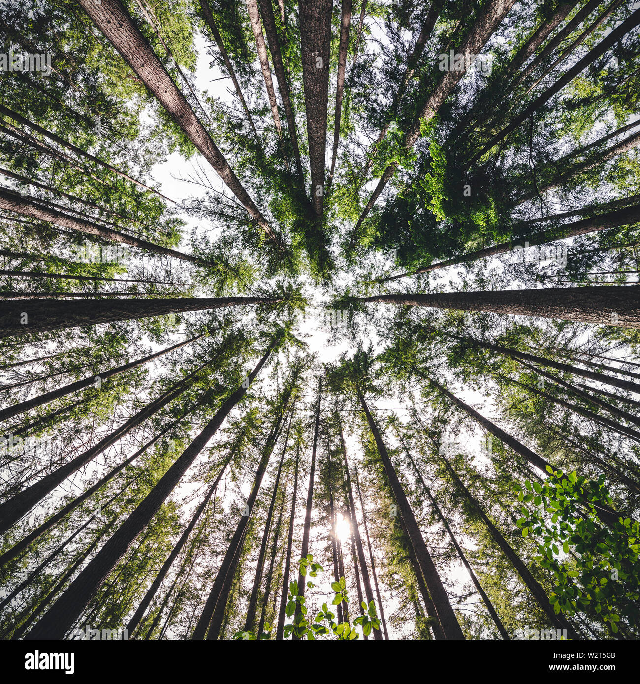Square environment backdrop with tall tree trunks Stock Photo - Alamy