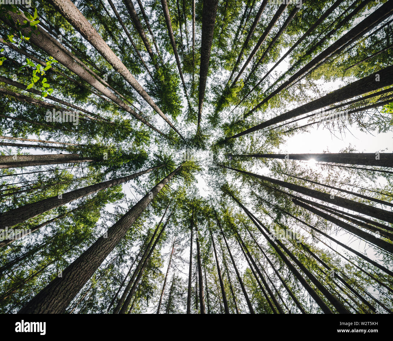 Vanishing point of tall trees reaching forest canopy Stock Photo - Alamy