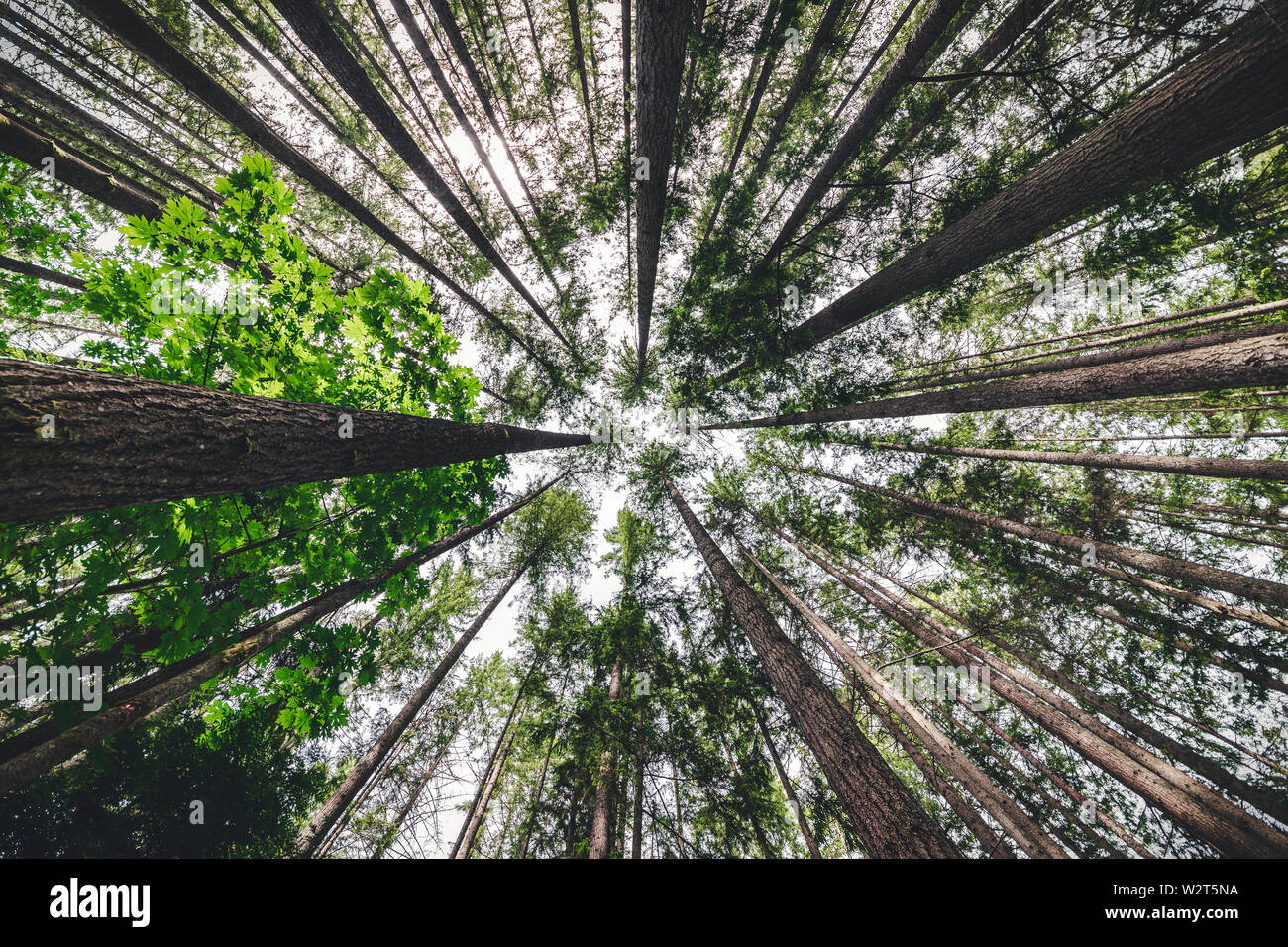 Wilderness environment hi-res stock photography and images - Alamy