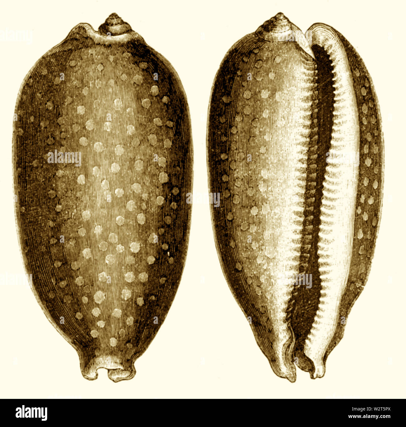 Full-grown Cowry, used as currency around the world Stock Photo - Alamy