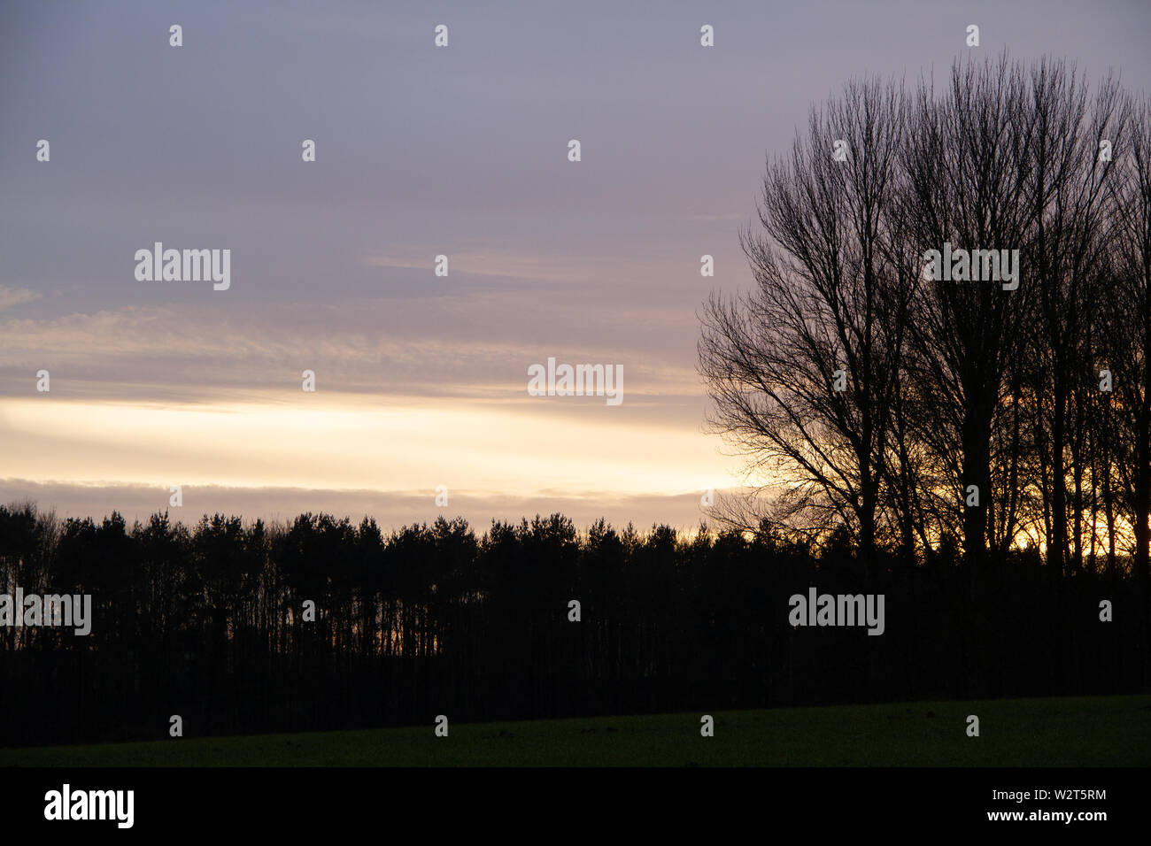 A tracery of tree branches against an evening Suffolk sky Stock Photo ...