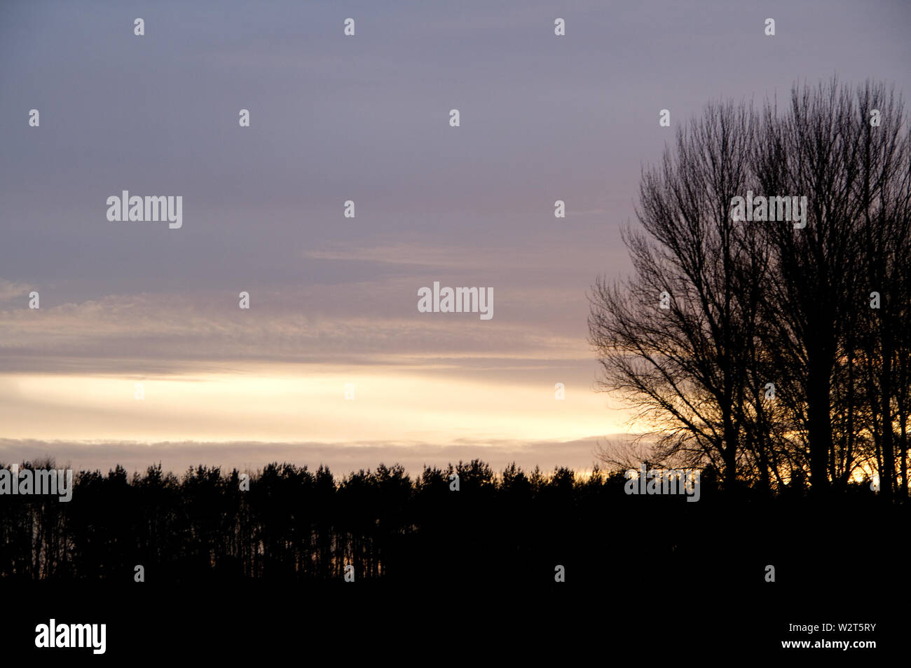 Tracery of branches hi-res stock photography and images - Alamy