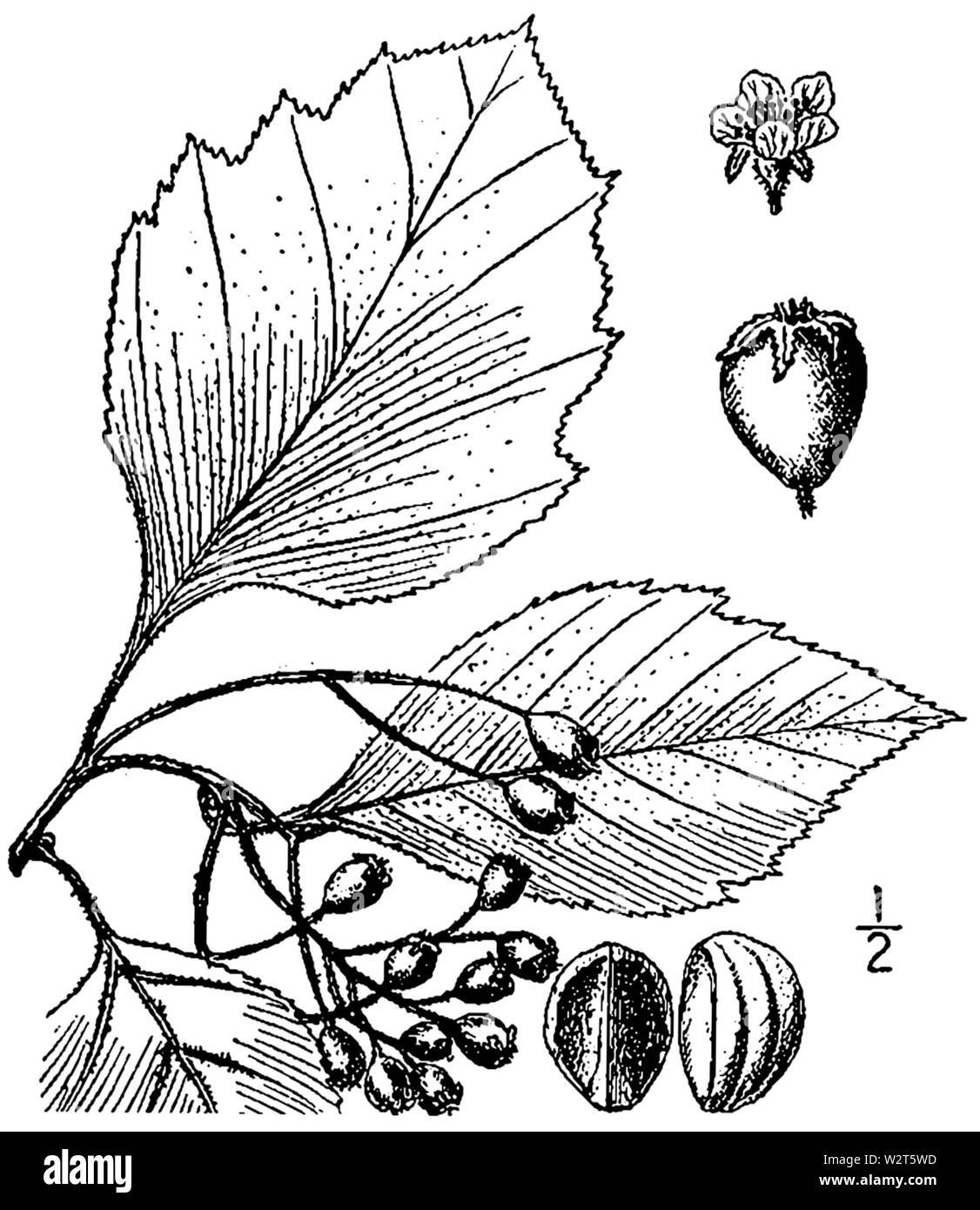 Tree red leaves botanical Black and White Stock Photos & Images - Alamy