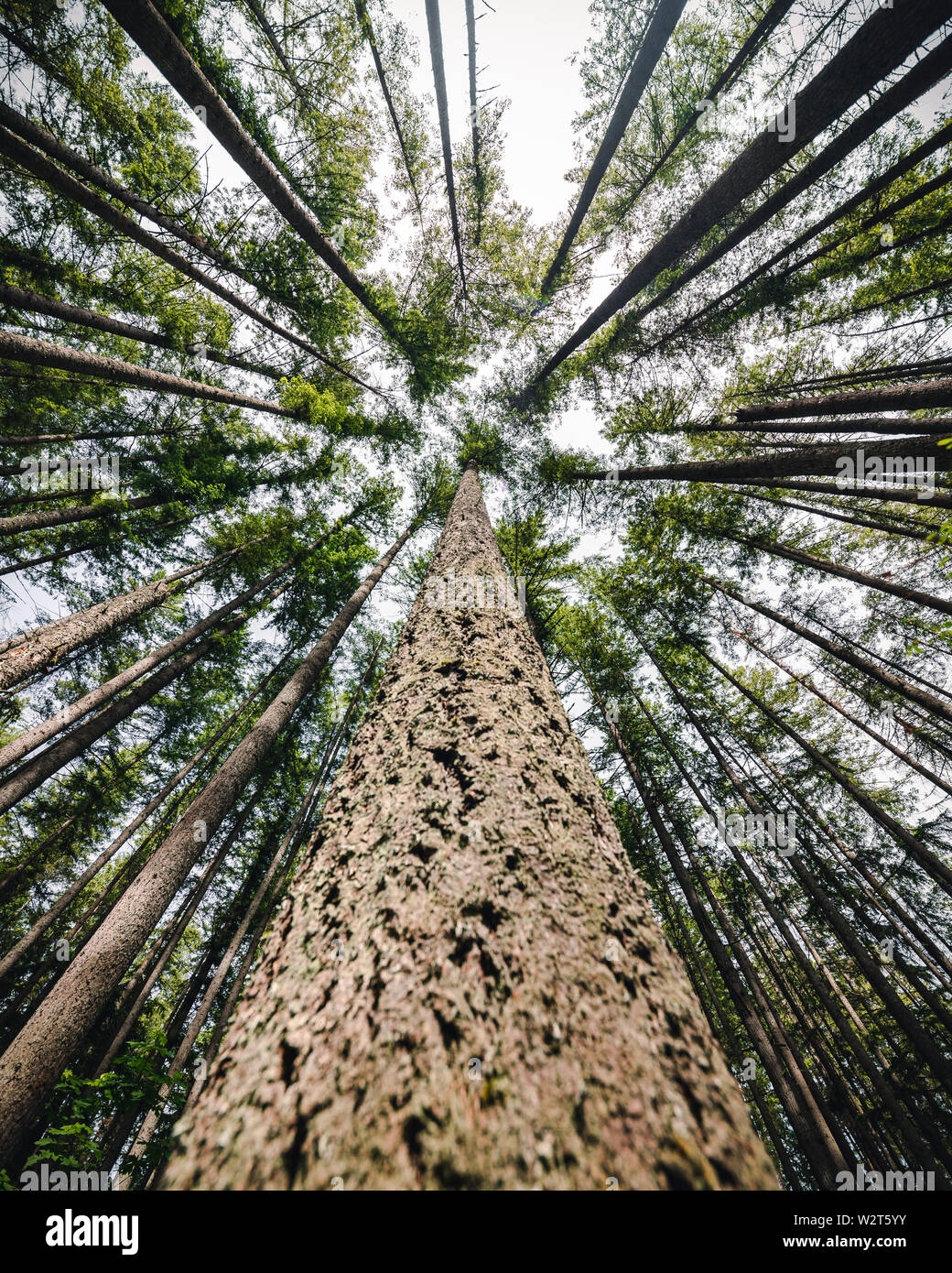 Moody nature scenery with abstract angle looking up at forest canopy ...