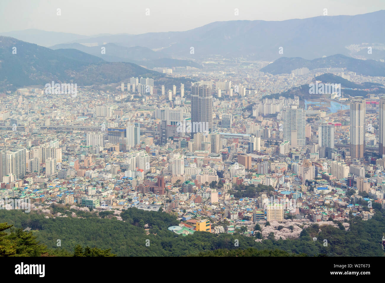 Aerial view of the Busan downtown cityscape with cherry tree blossom at ...