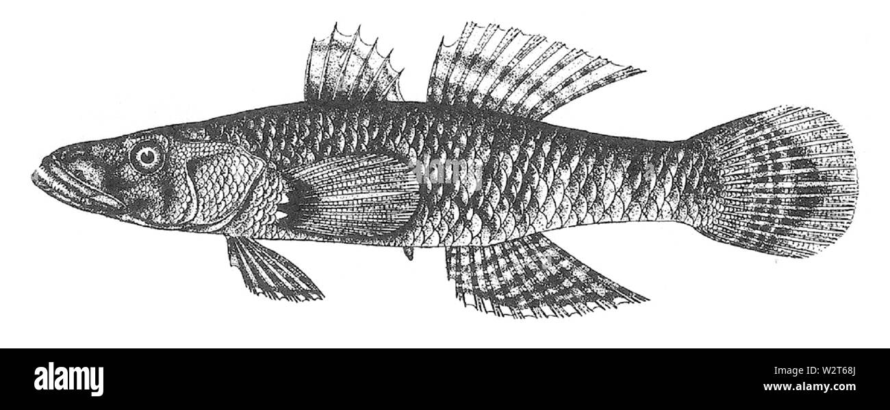 Crazy fish (Butis butis Stock Photo - Alamy