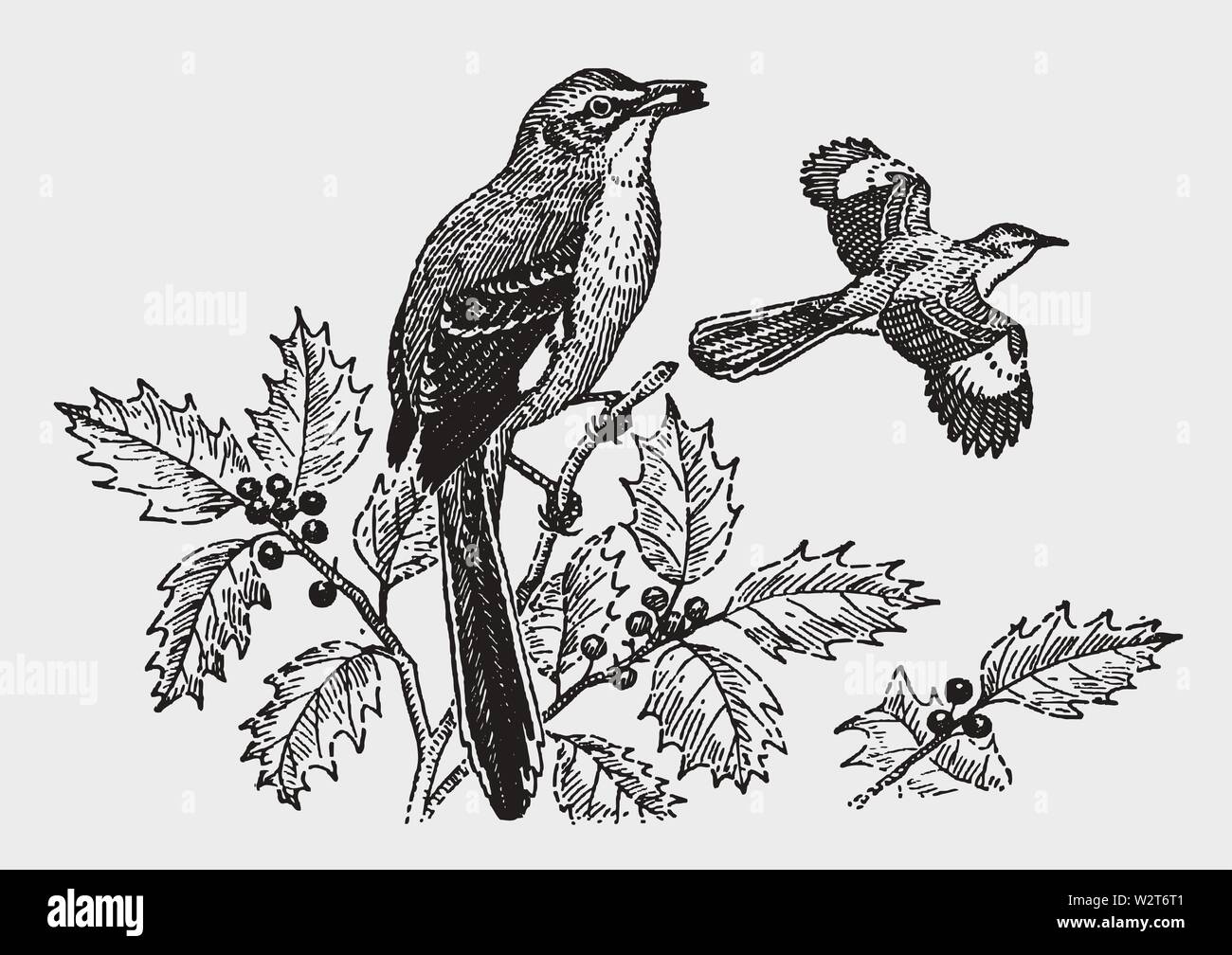 Northern mockingbird Stock Vector Images - Alamy