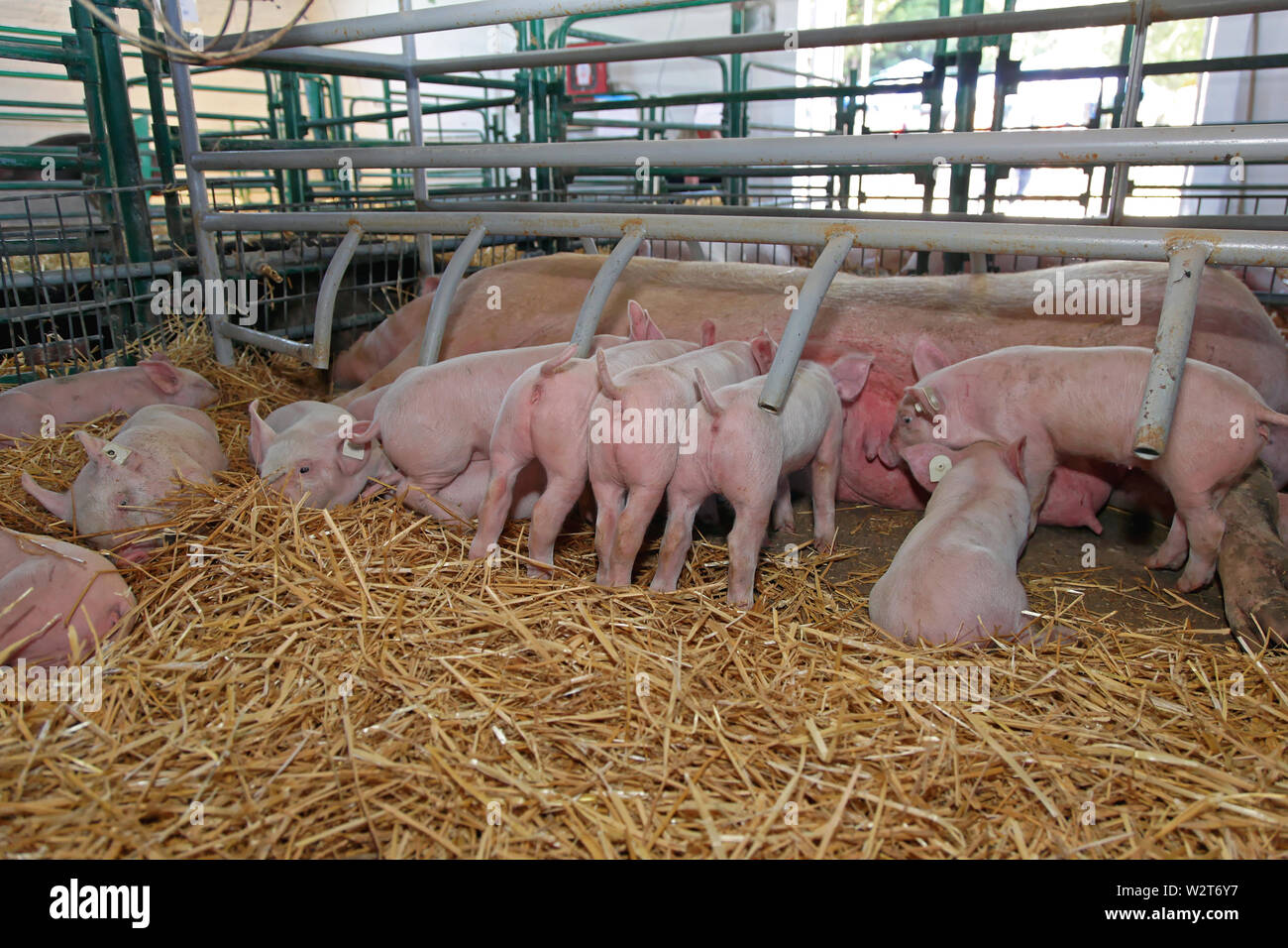 Nursery pigs hi-res stock photography and images - Alamy