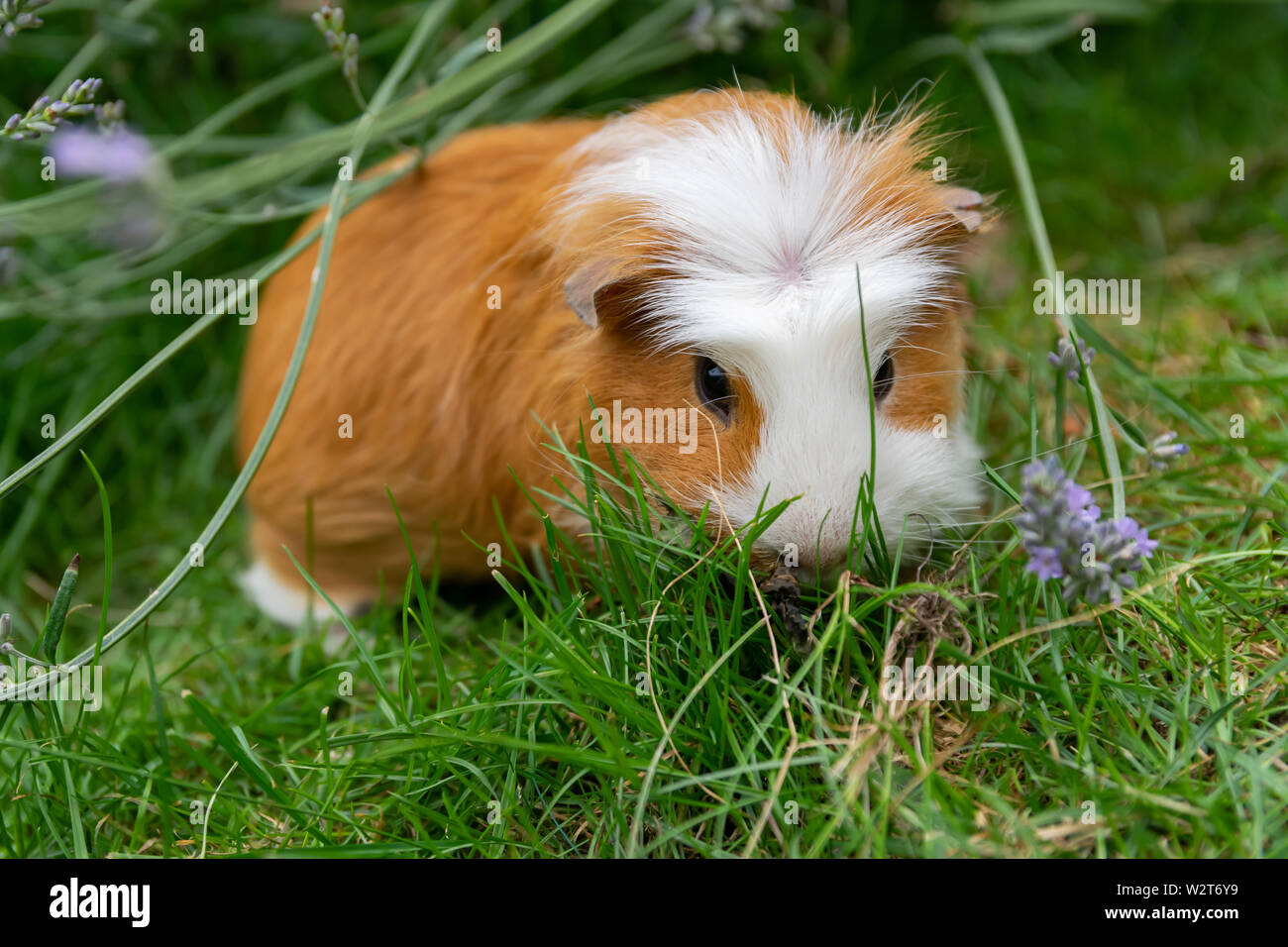 Guinea pig grass hi-res stock photography and images - Alamy