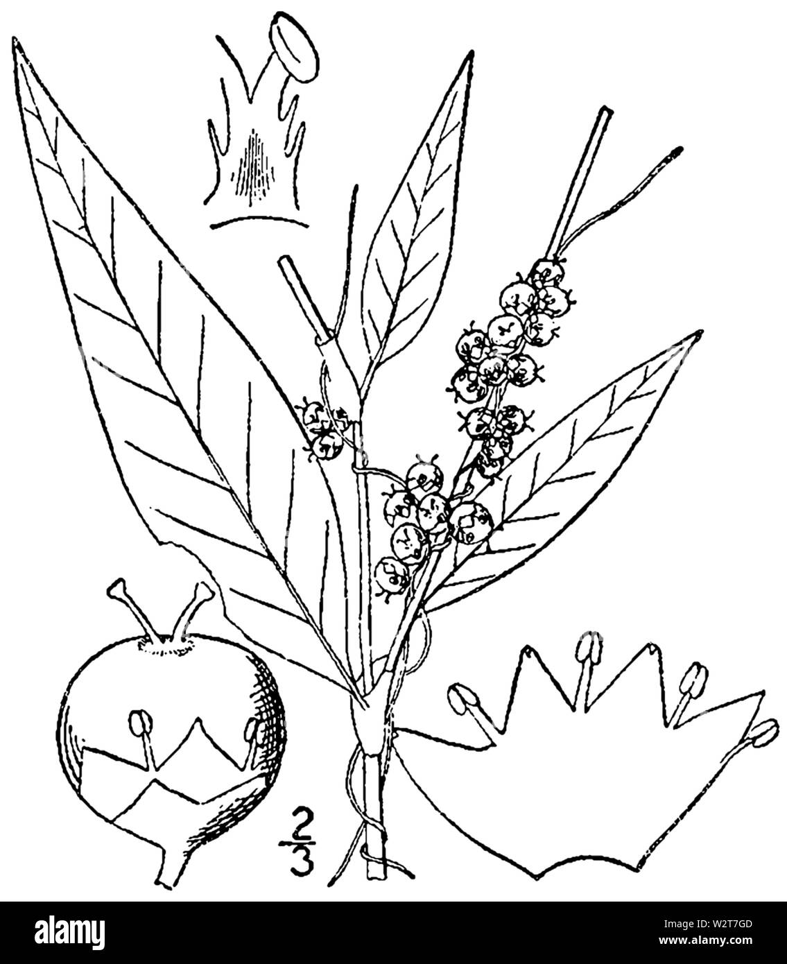 Cuscuta polygonorum BB-1913 Stock Photo - Alamy