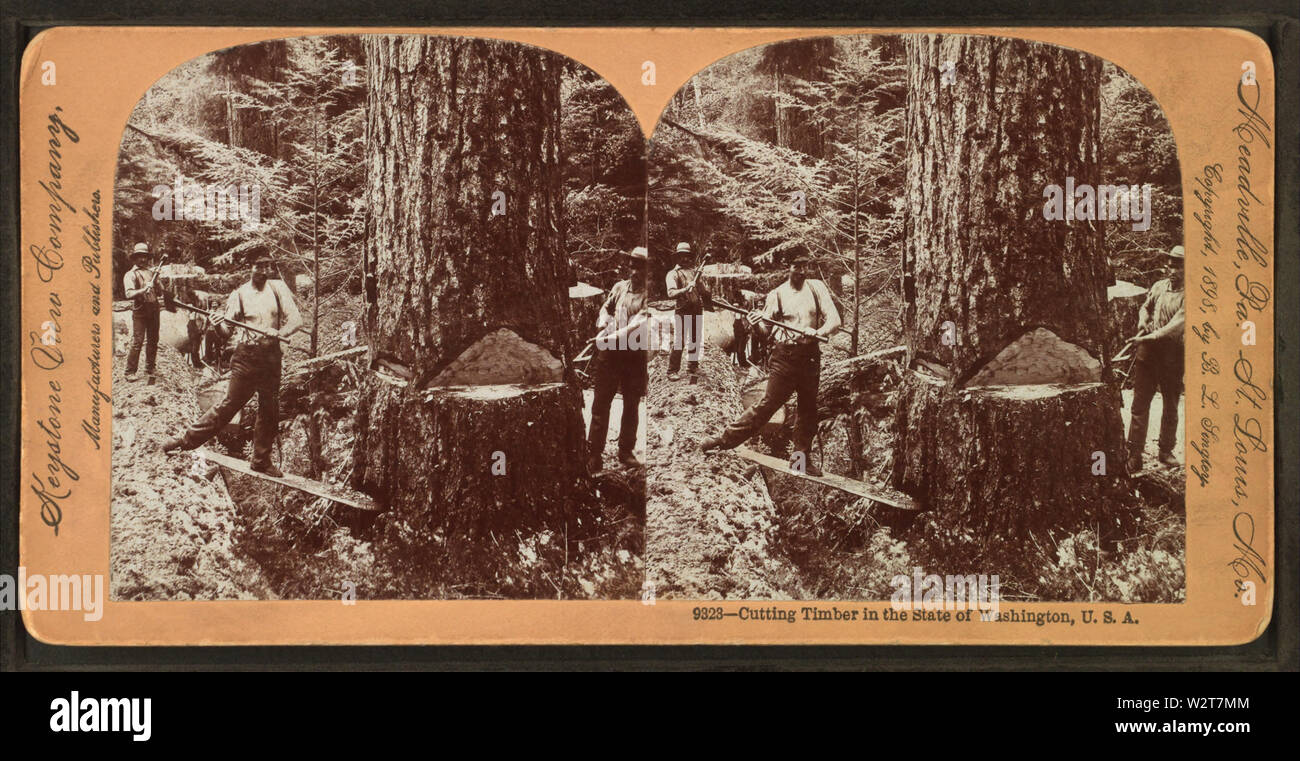 Cutting timber in the state of Washington, USA, by Singley, B L ...
