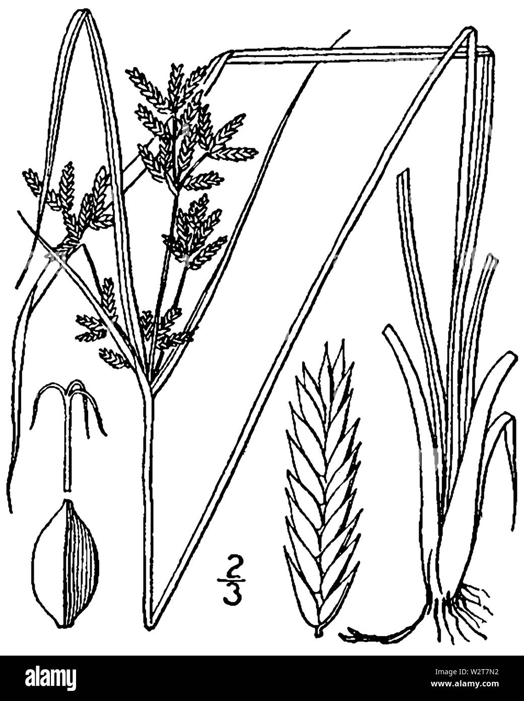 Cyperus dentatus BB-1913 Stock Photo - Alamy