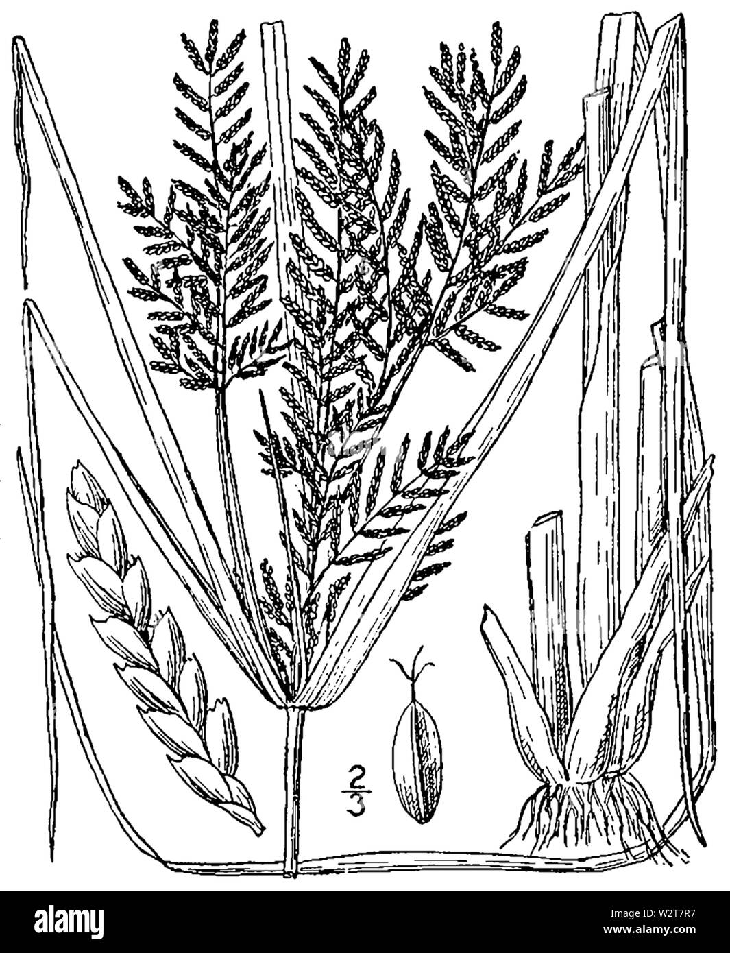 Cyperus Iria High Resolution Stock Photography and Images - Alamy