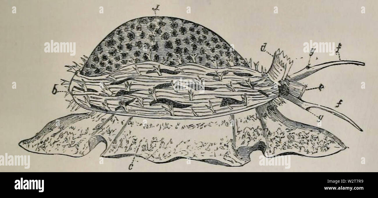 Cypraea tigris 001 Stock Photo - Alamy