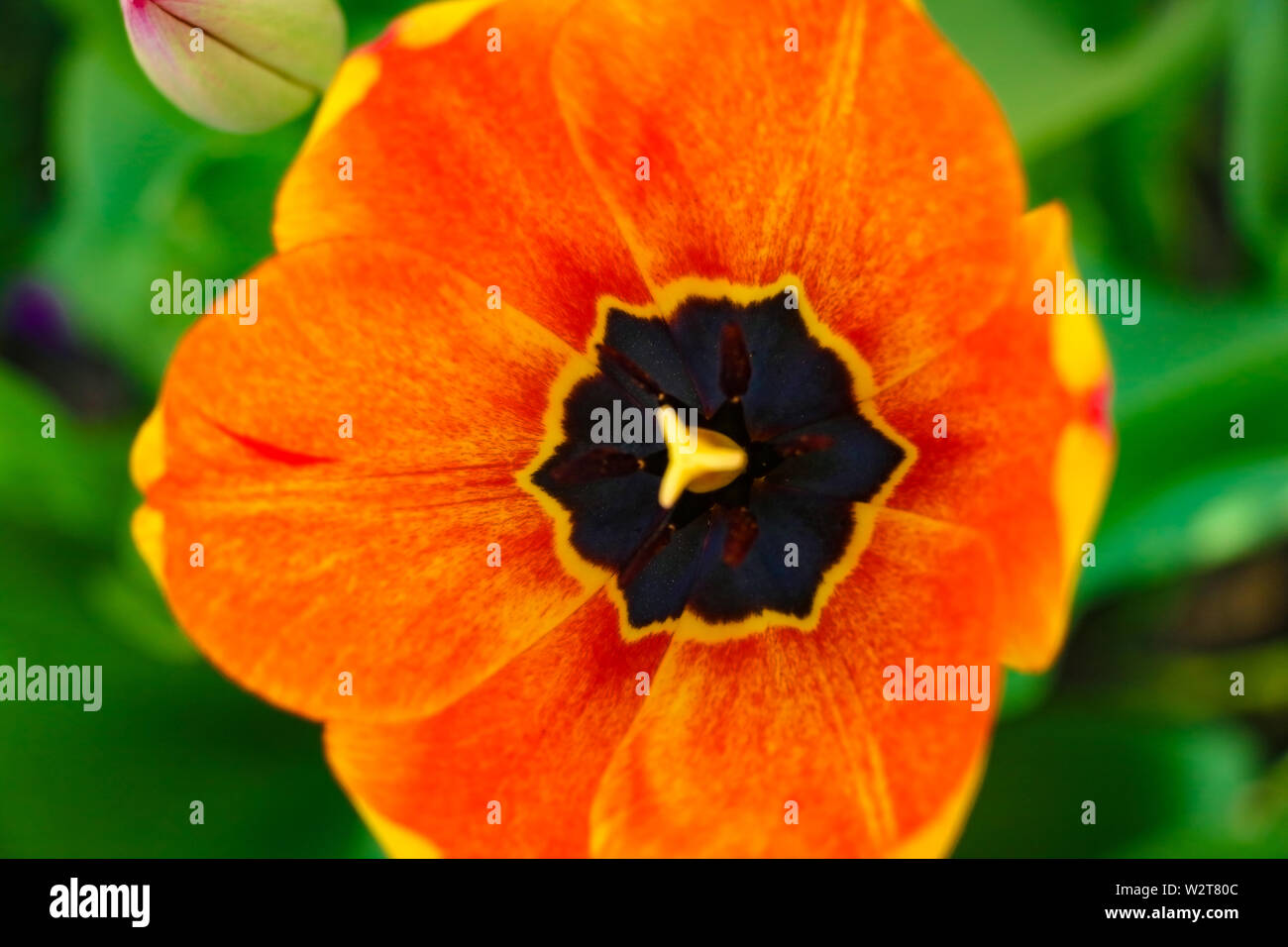 Closeup photo of red tulip core, abstract floral background Stock Photo - Alamy