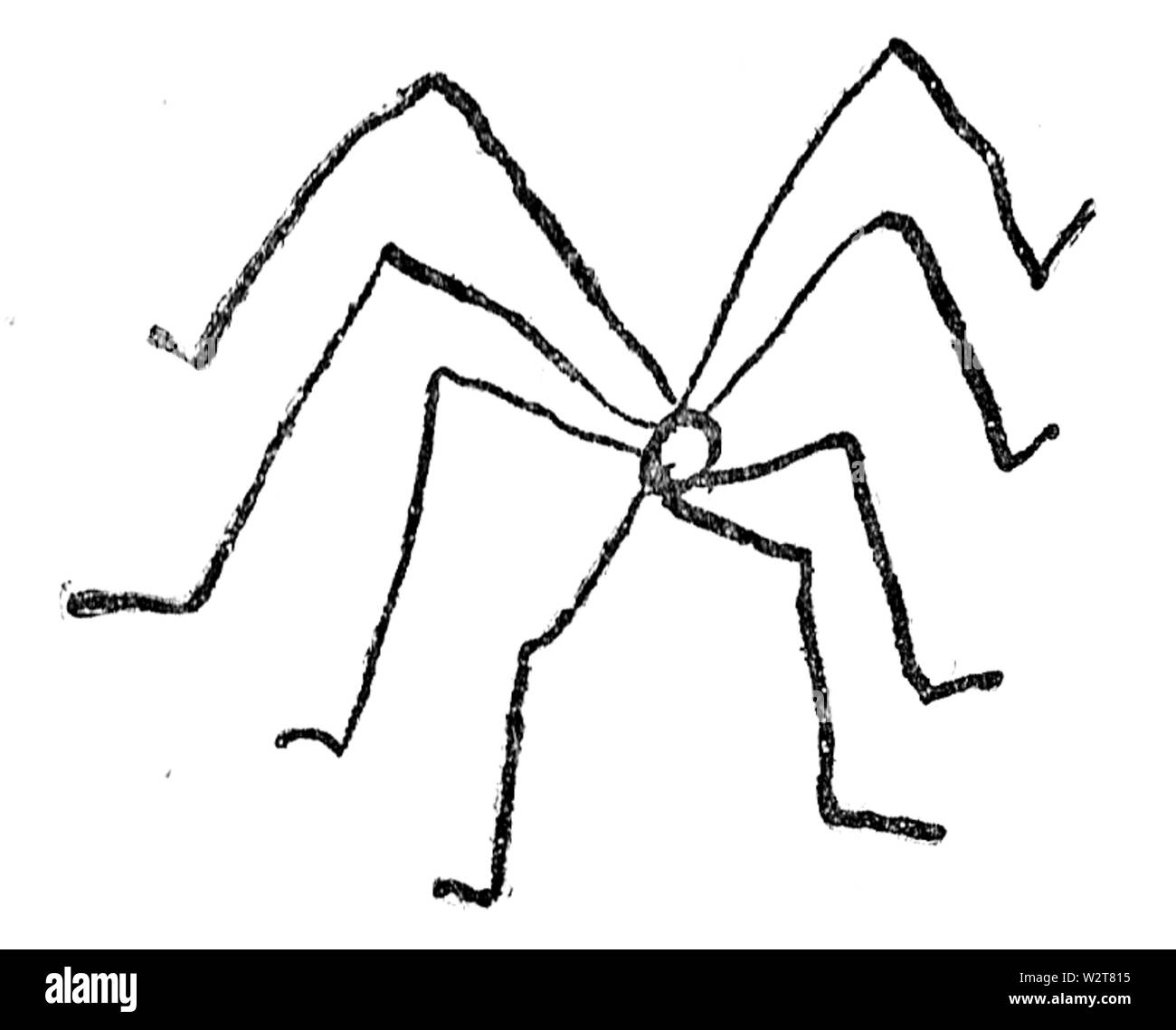 Daddy long legs Black and White Stock Photos & Images - Alamy