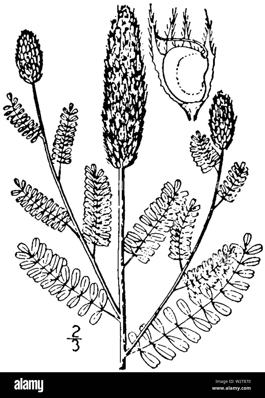 Dalea leporina drawing 01 Stock Photo - Alamy