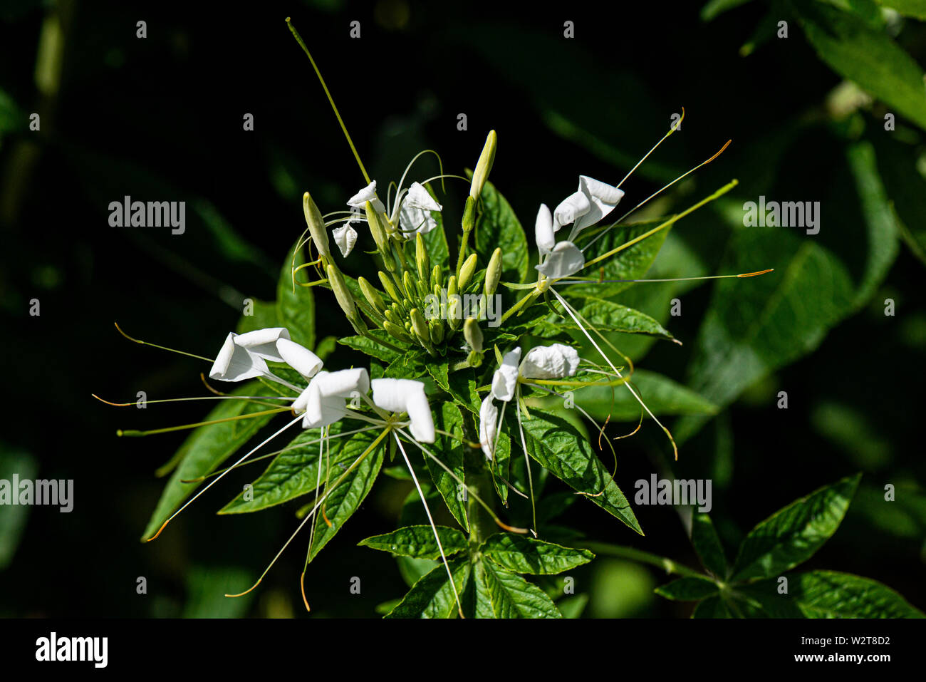 Mixed buds hi-res stock photography and images - Alamy