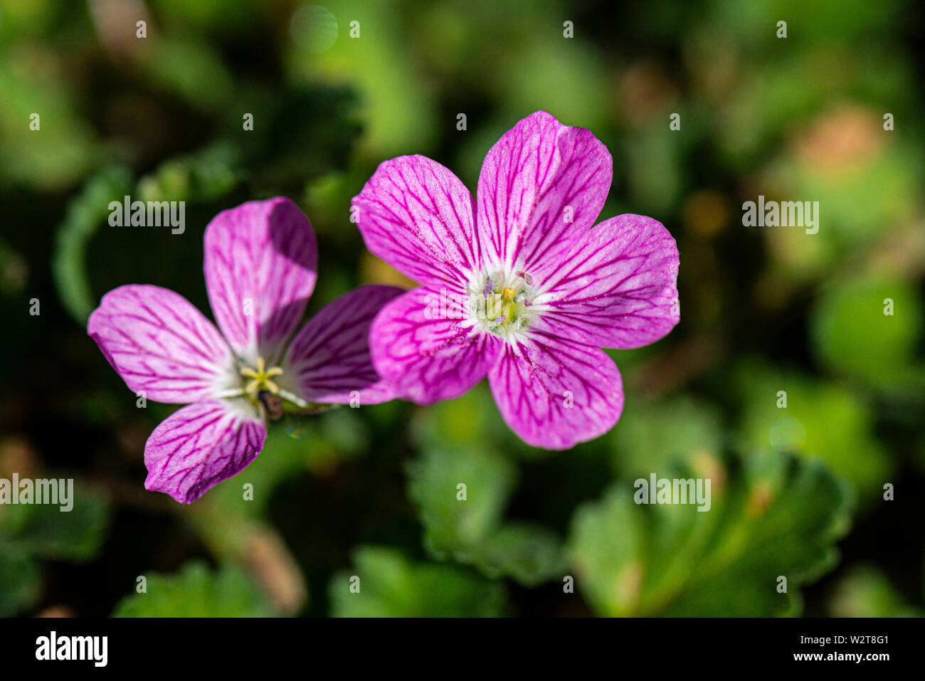 The flowers of a storksbill 'Bishop's Form' (Erodium × variabile ...