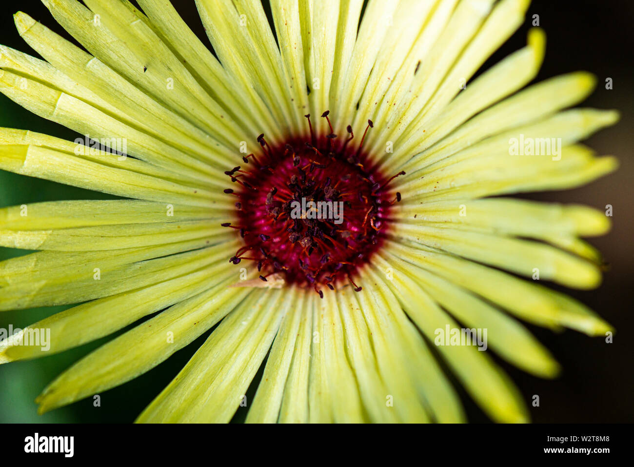 A flower of a Livingstone daisy Magic Carpet Series (Dorotheanthus ...