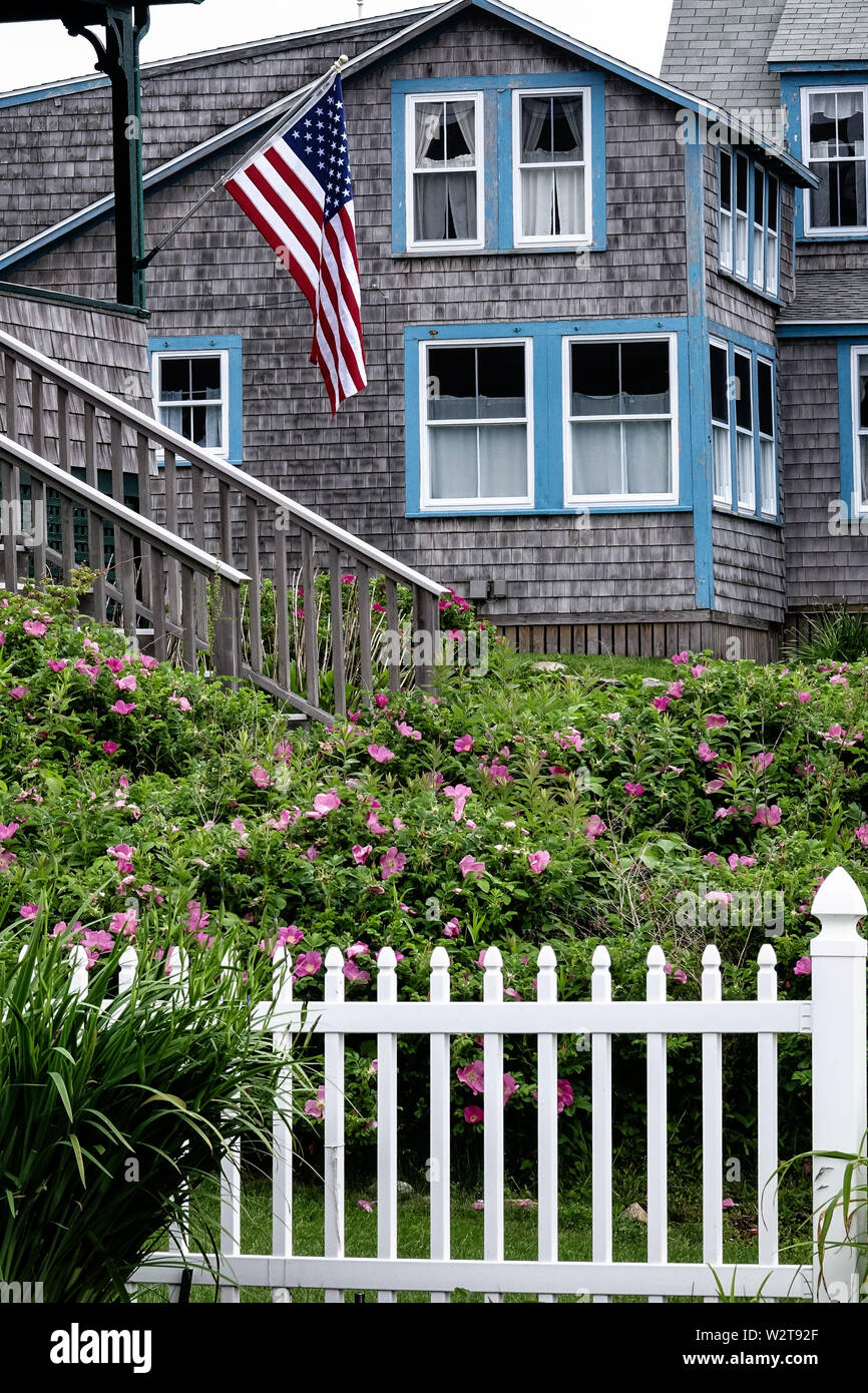 Wild beach roses blooming in a cottage garden at Ocean Point in ...