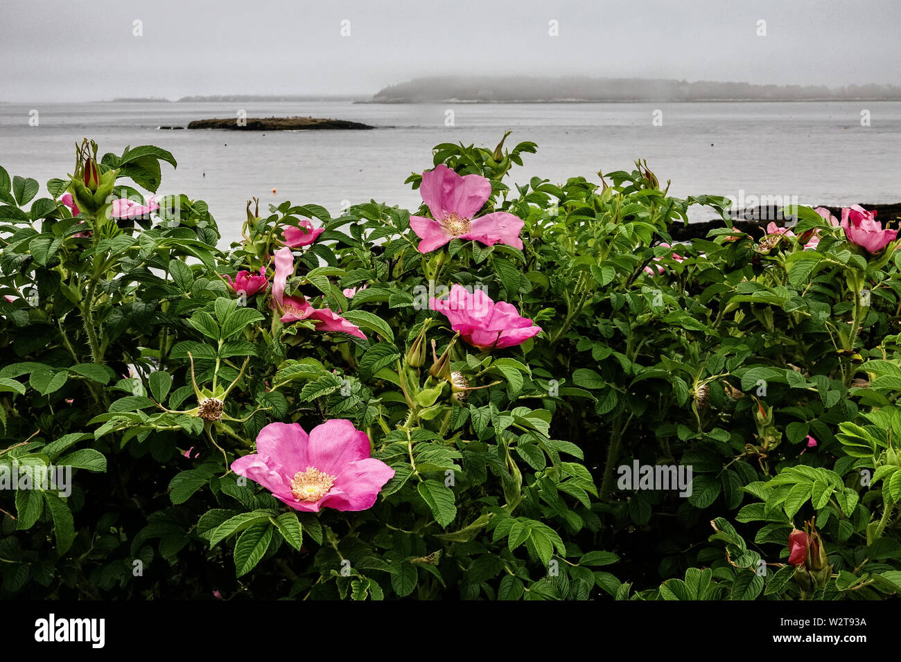 Wild beach roses blooming along the foggy coastline of Card Cove at ...