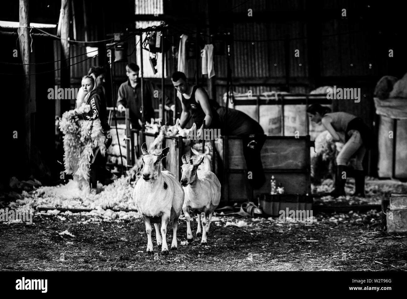 Scottish Mule High Resolution Stock Photography and Images - Alamy