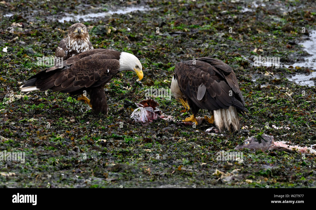 Two mature eagles eating fish Stock Photo - Alamy