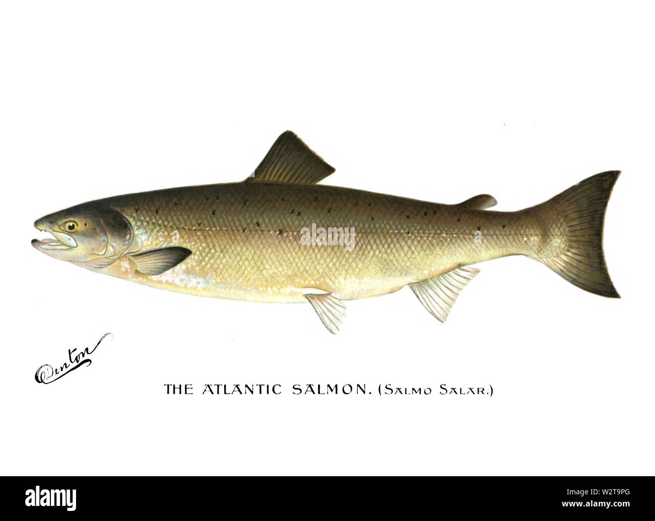 Atlantic early Cut Out Stock Images & Pictures - Alamy