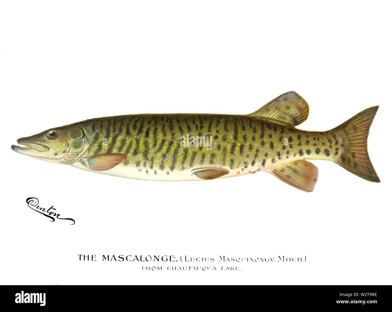Muskellunge hi-res stock photography and images - Alamy