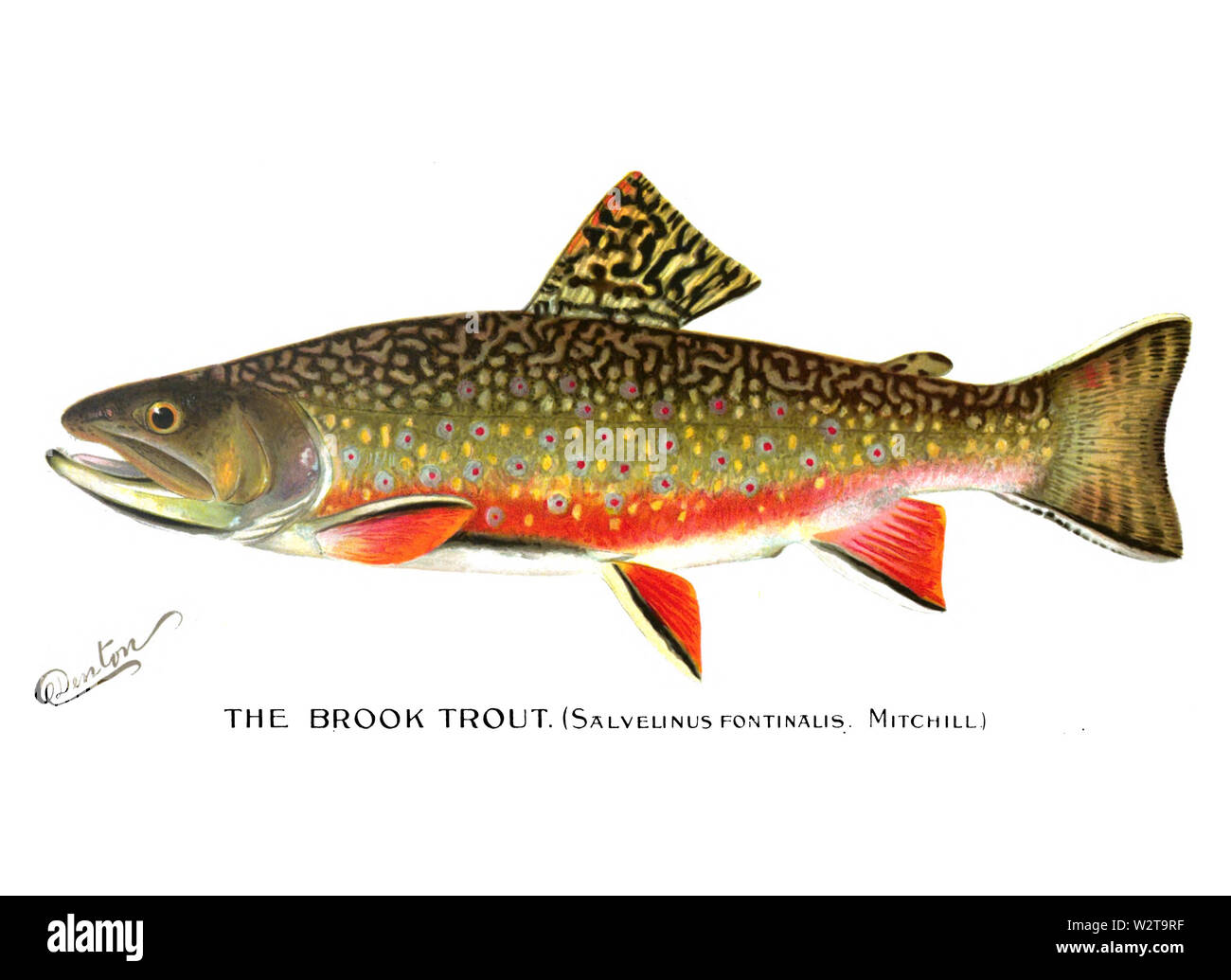 Trout species hi-res stock photography and images - Alamy