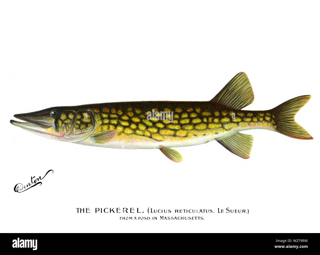Pickerel Cut Out Stock Images & Pictures - Alamy