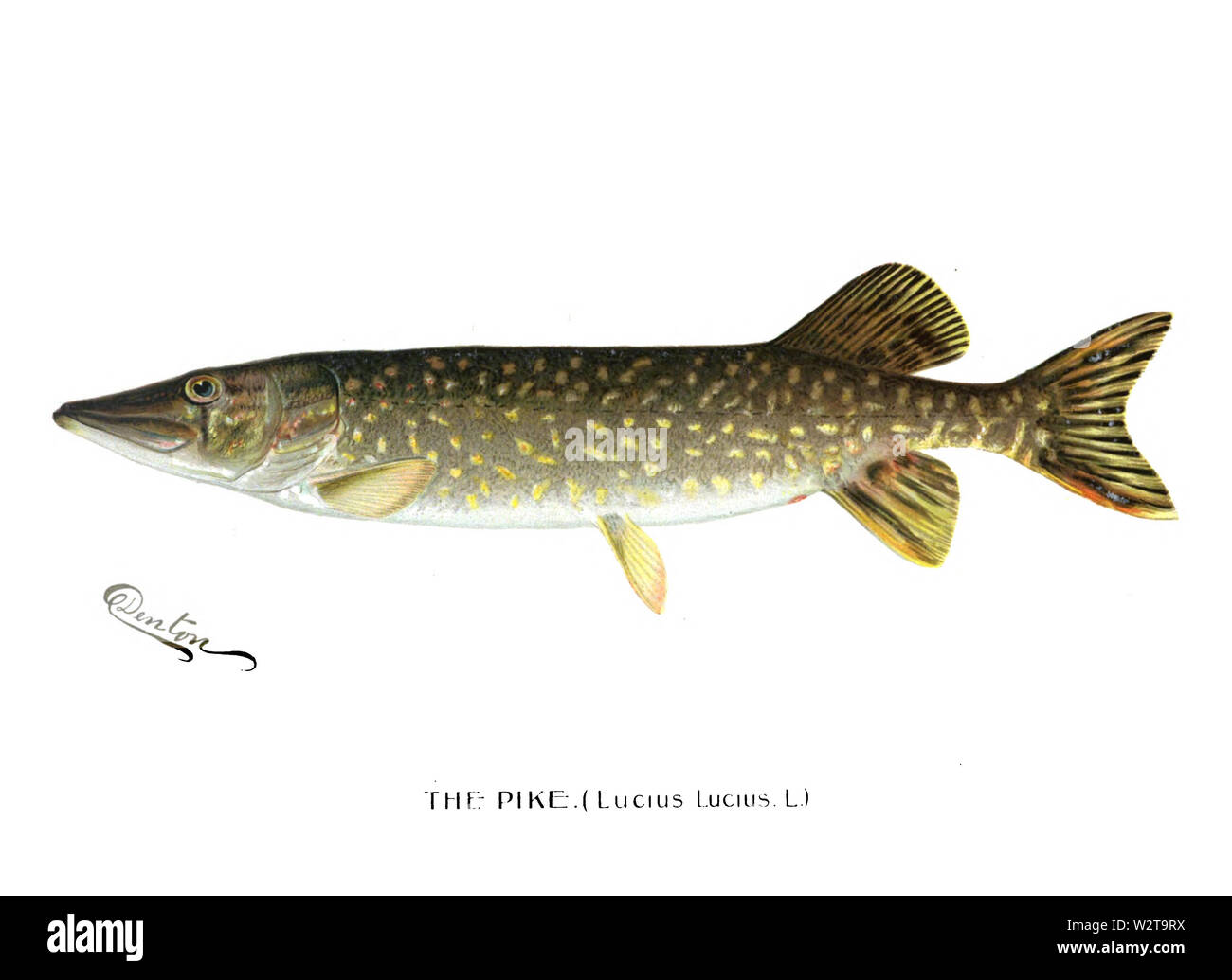 Pike carriage hi-res stock photography and images - Alamy