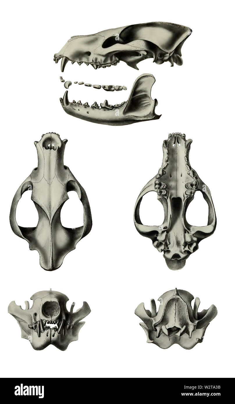 Description of new carnivores from the Miocene of western Nebraska ...