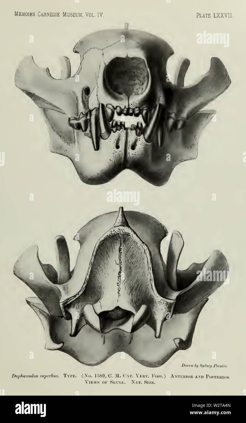 Description of new carnivores from the Miocene of western Nebraska ...